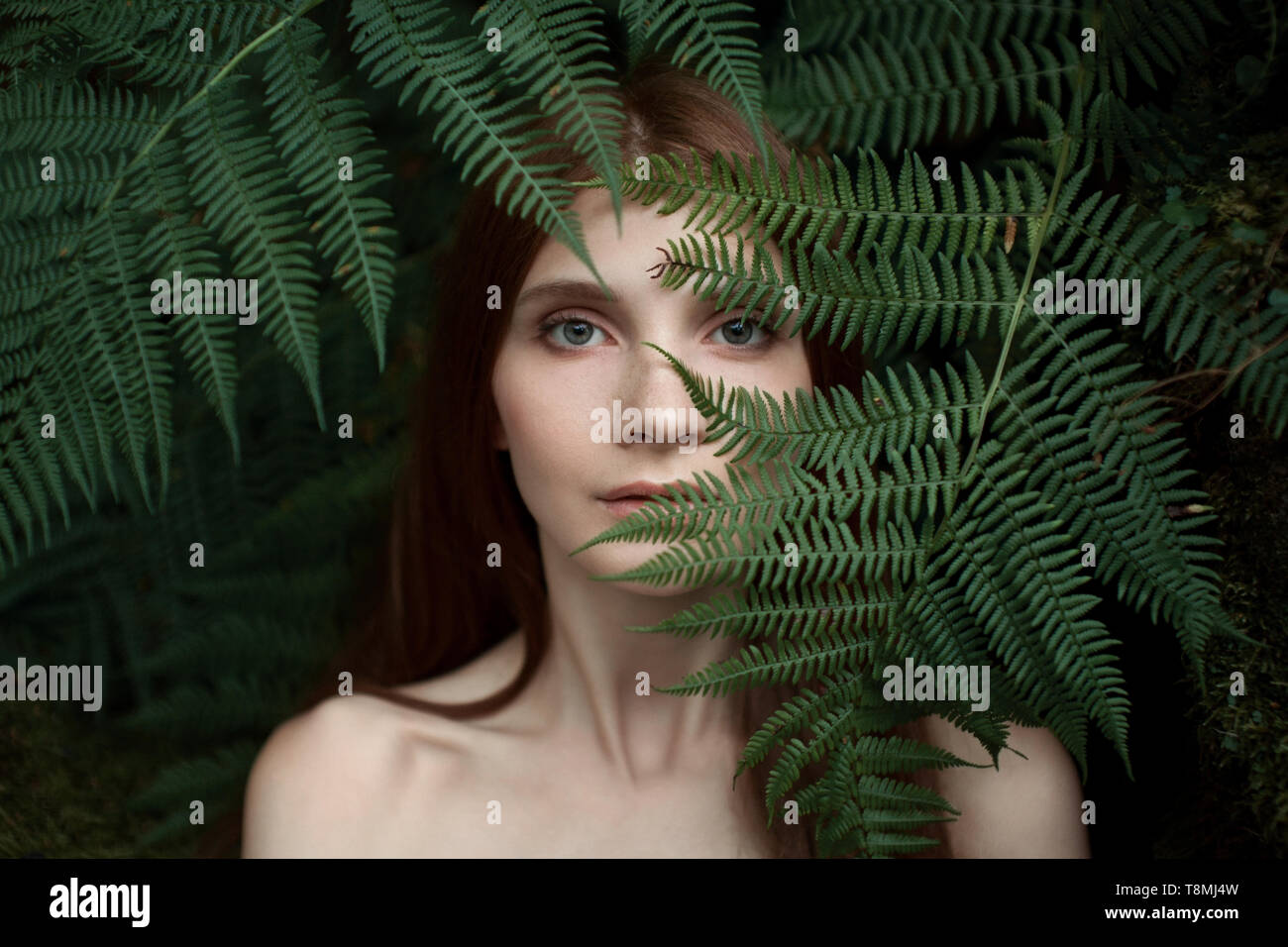 Fern cover hi-res stock photography and images - Alamy