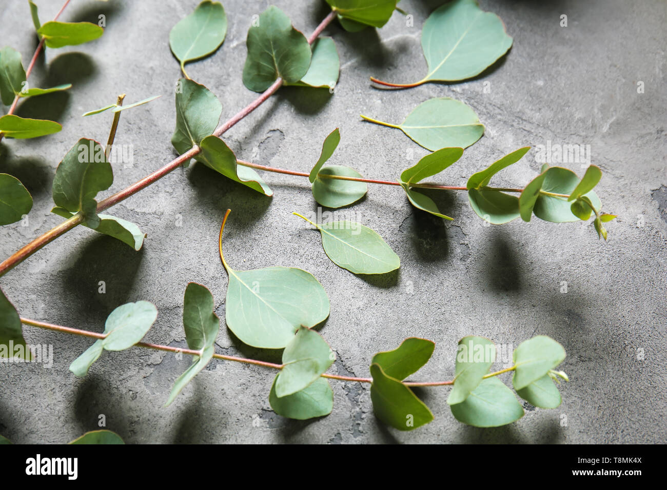 Eucalyptus branch with fresh green leaves on grey background Stock ...