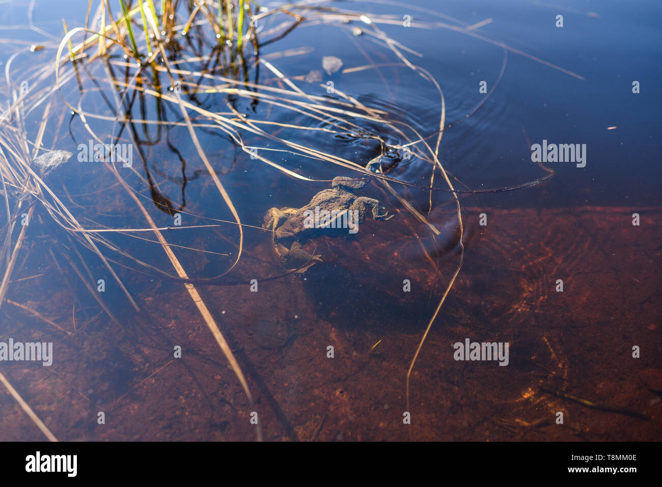 Toads on the forest lake. The struggle for the female during mating ...