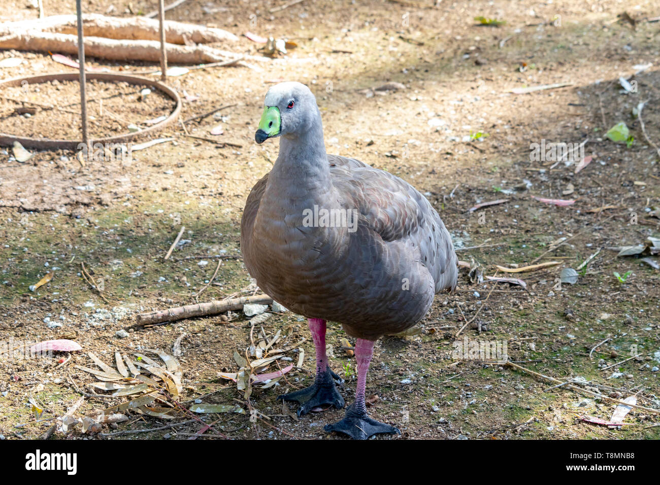 African goose hi-res stock photography and images - Alamy
