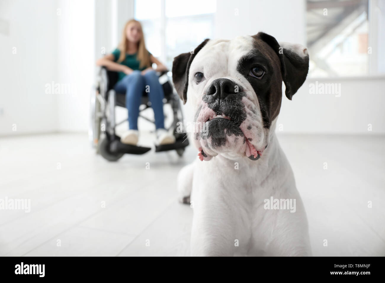 Cute dog and its handicapped owner at home Stock Photo - Alamy