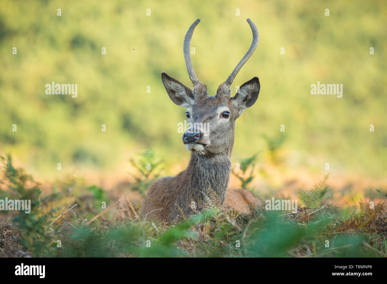 Deer lying down hi-res stock photography and images - Alamy
