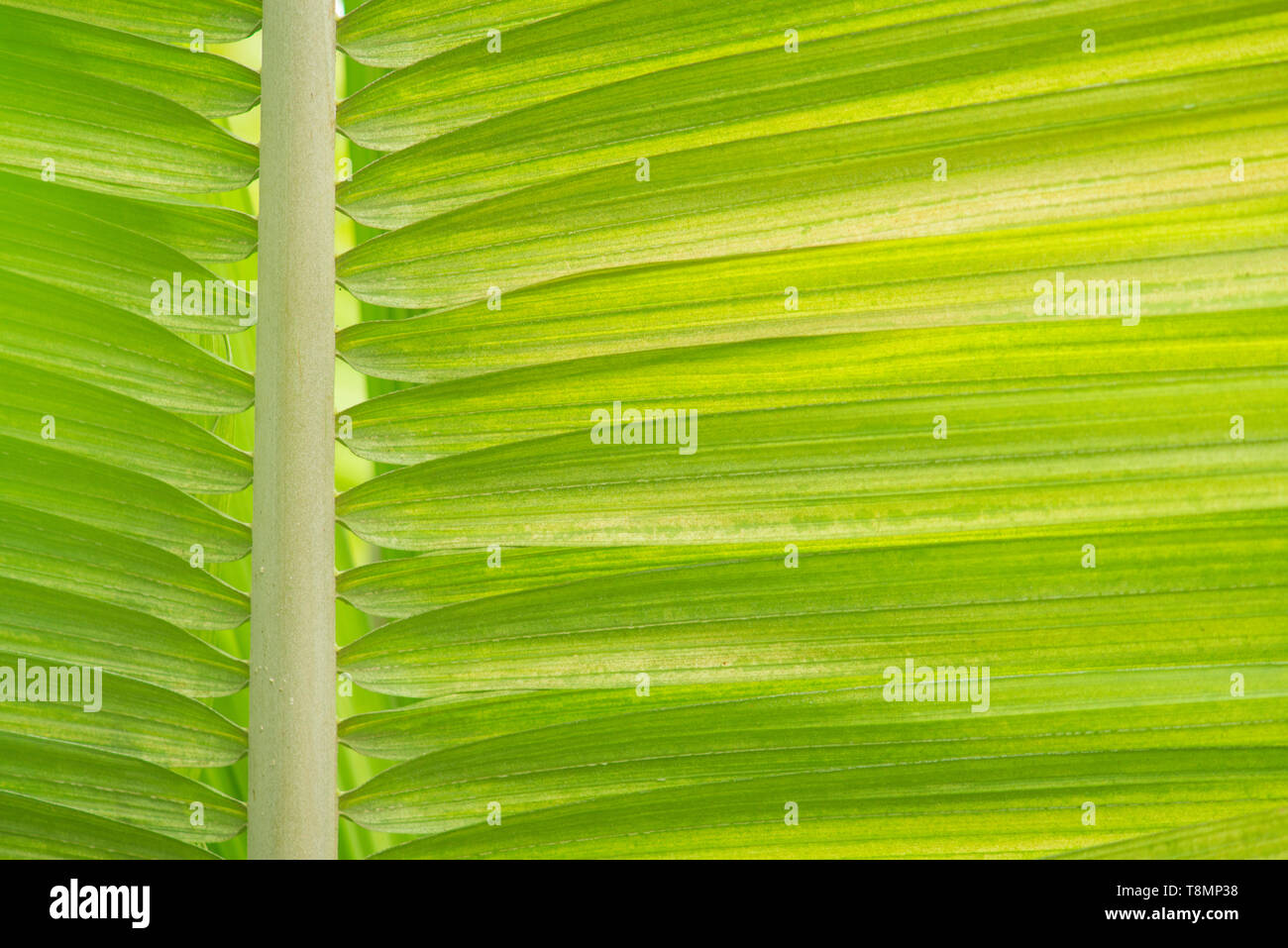 Tropical palm tree leaf hi-res stock photography and images - Alamy