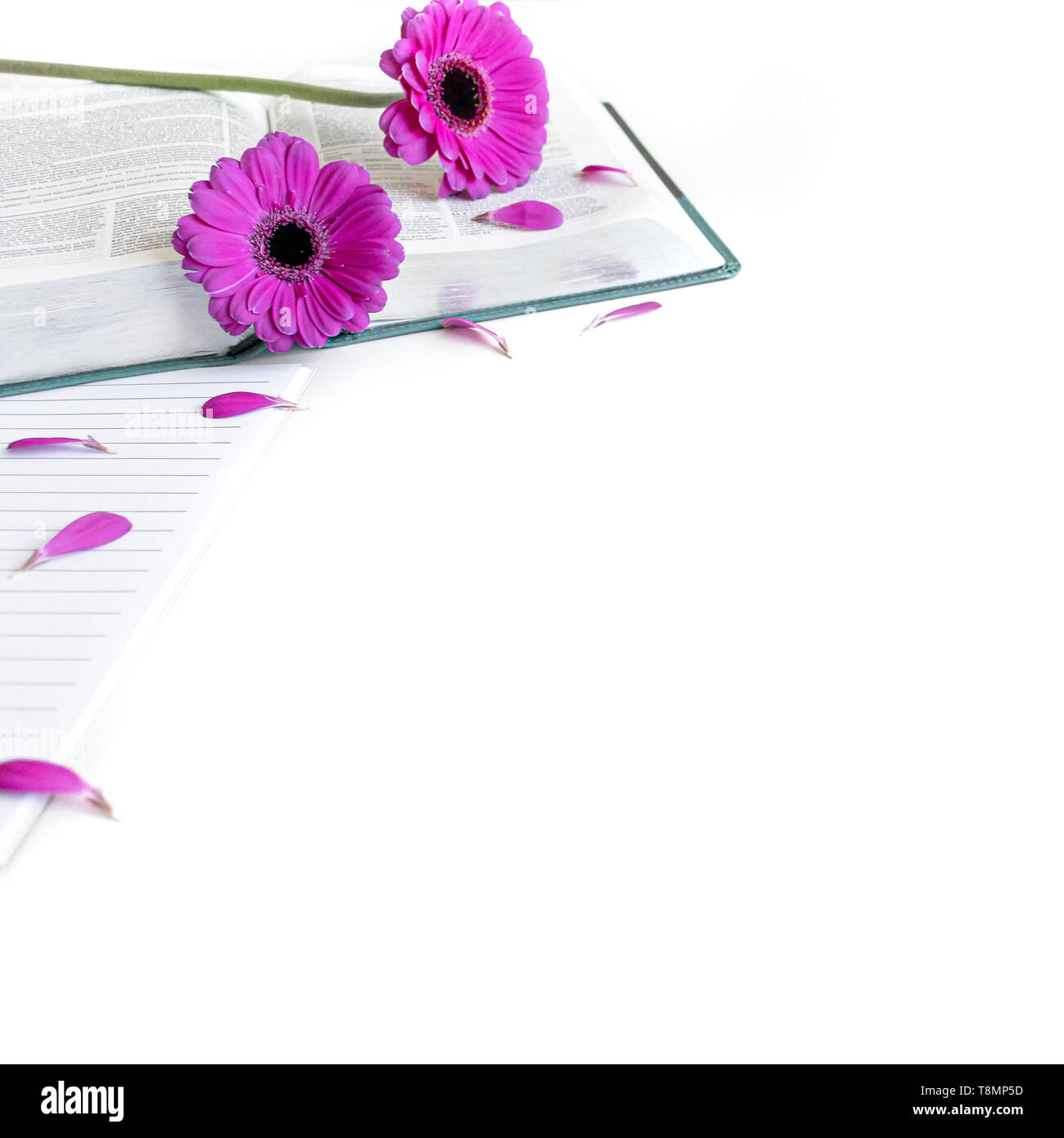 Flat lay open Bible or book and pink, purple, violet , red Gerbera ...