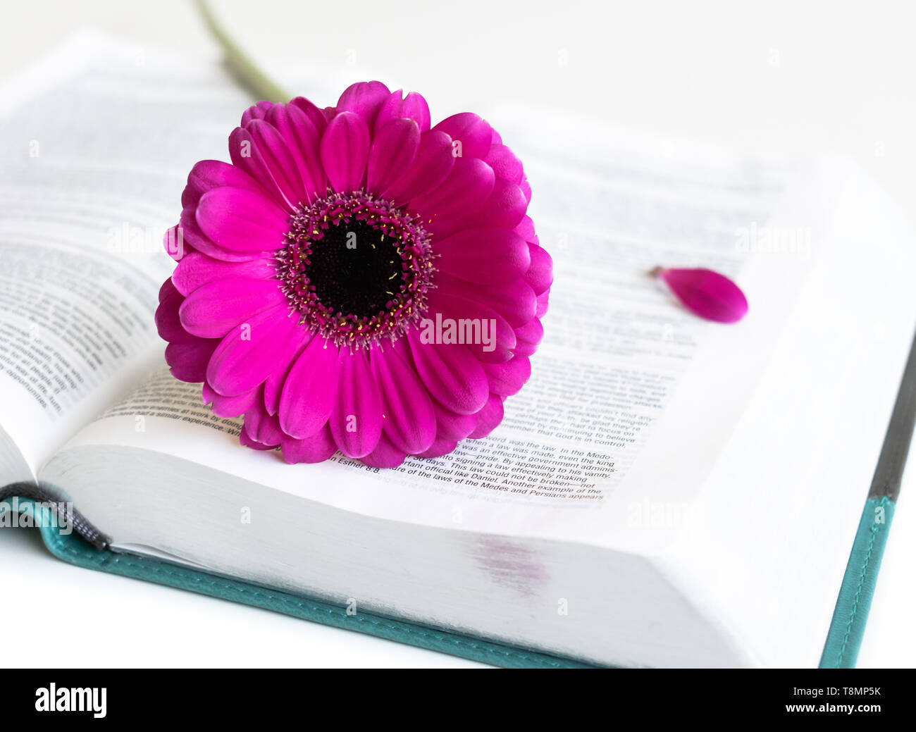 Red rose on open bible hi-res stock photography and images - Alamy