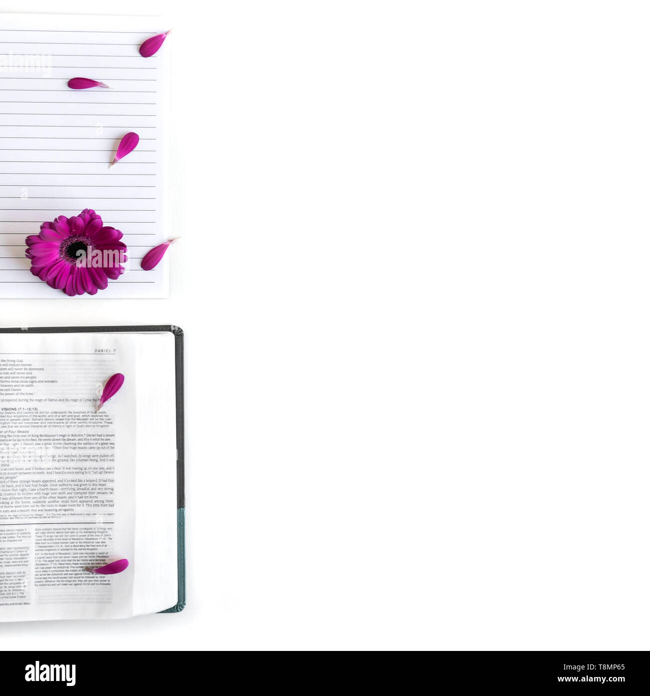 Flat lay open Bible or book and pink, purple, violet , red Gerbera ...