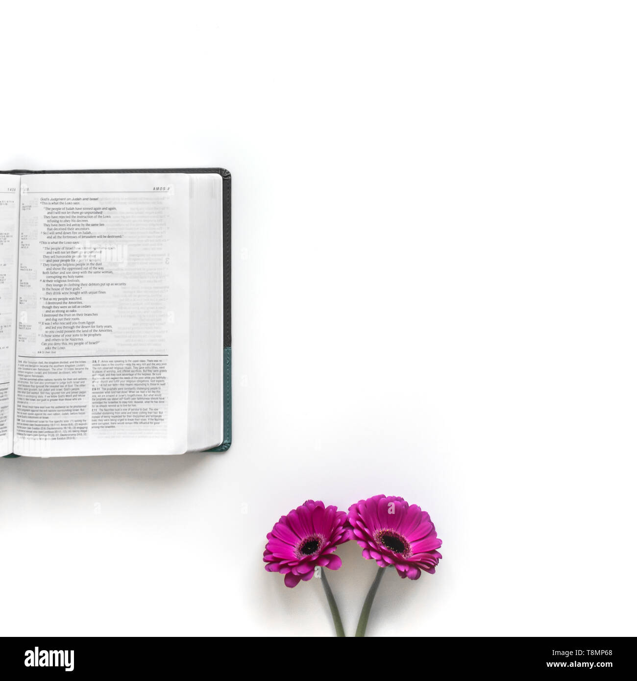 Flat lay open Bible or book and pink, purple, violet , red Gerbera ...