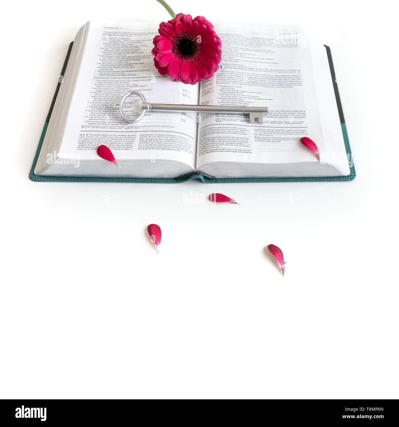 Flat lay open Bible or book and pink, purple, violet , red Gerbera ...