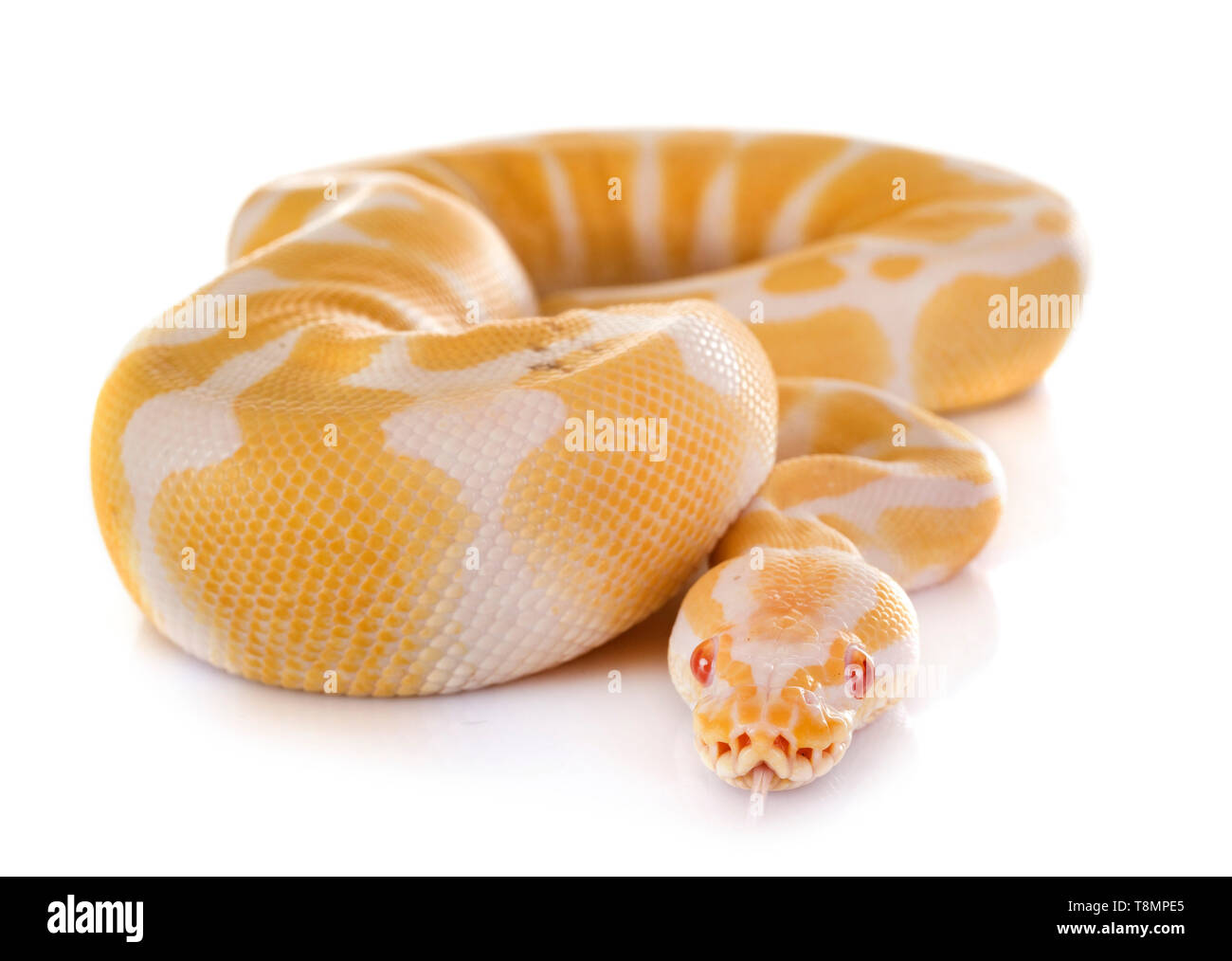 Ball python in front of white background Stock Photo - Alamy