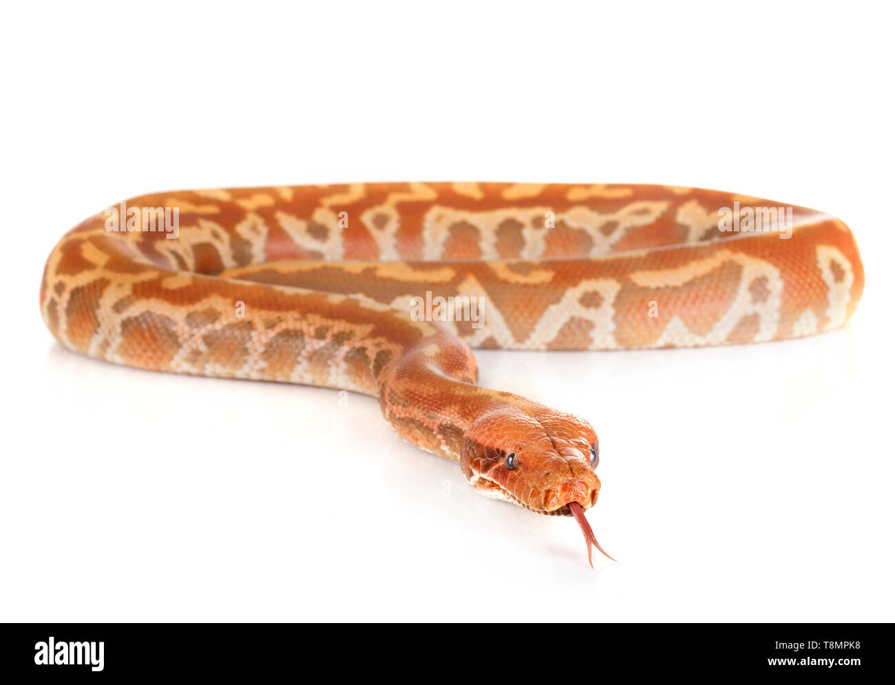 Python brongersmai in front of white background Stock Photo - Alamy