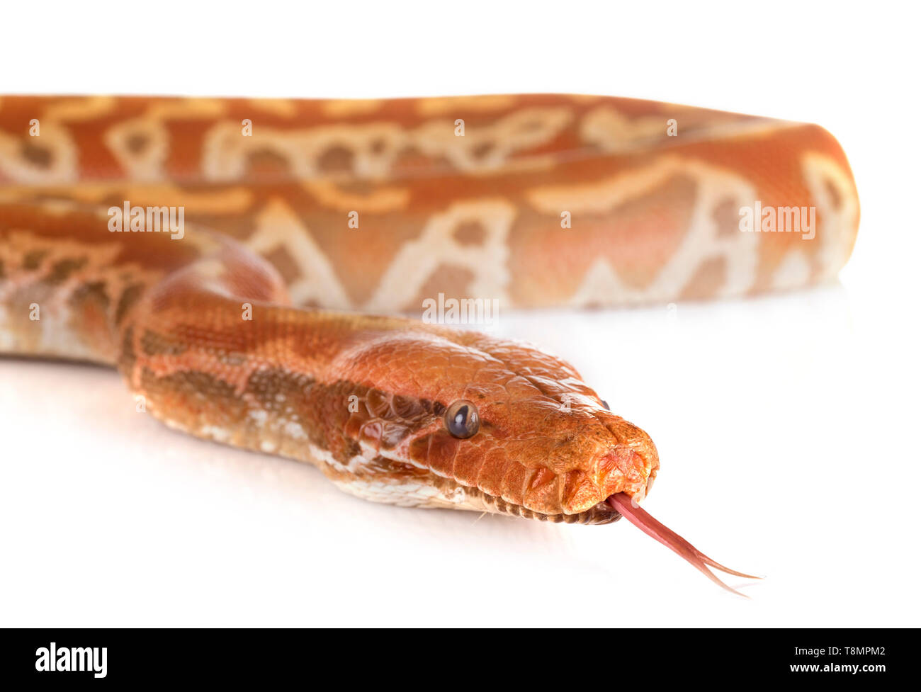 Python brongersmai in front of white background Stock Photo - Alamy