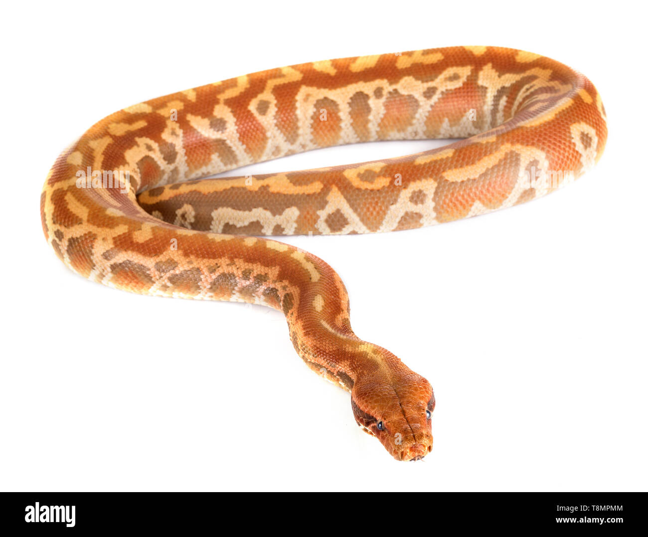 Python brongersmai in front of white background Stock Photo - Alamy