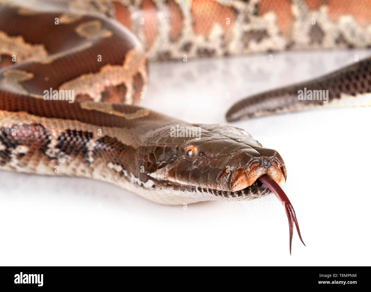 Python brongersmai in front of white background Stock Photo - Alamy