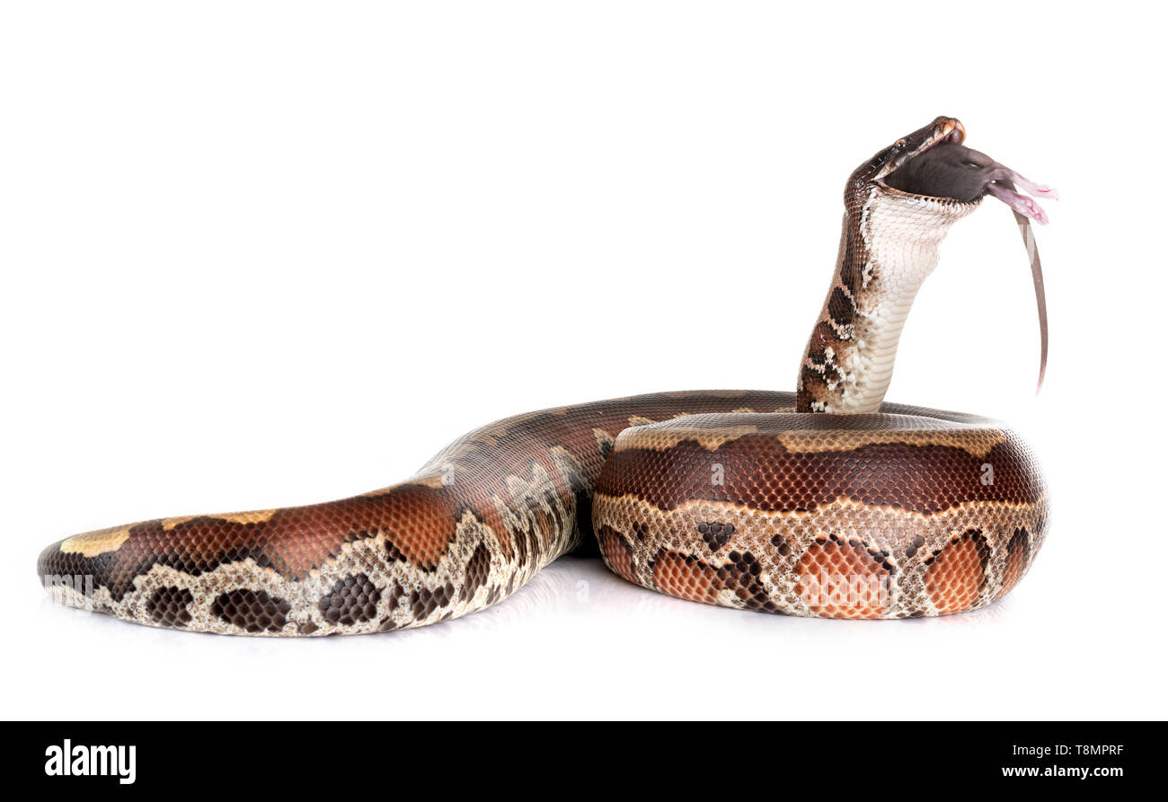 Python brongersmai in front of white background Stock Photo - Alamy