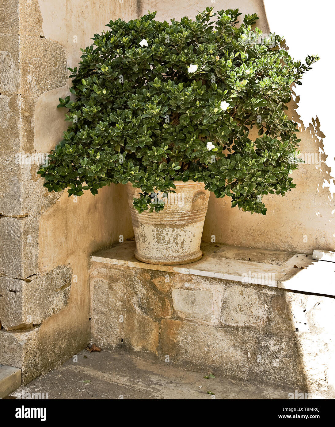 Bush growing in a Greek urn in Preveli Monastery in Crete Greece Stock ...