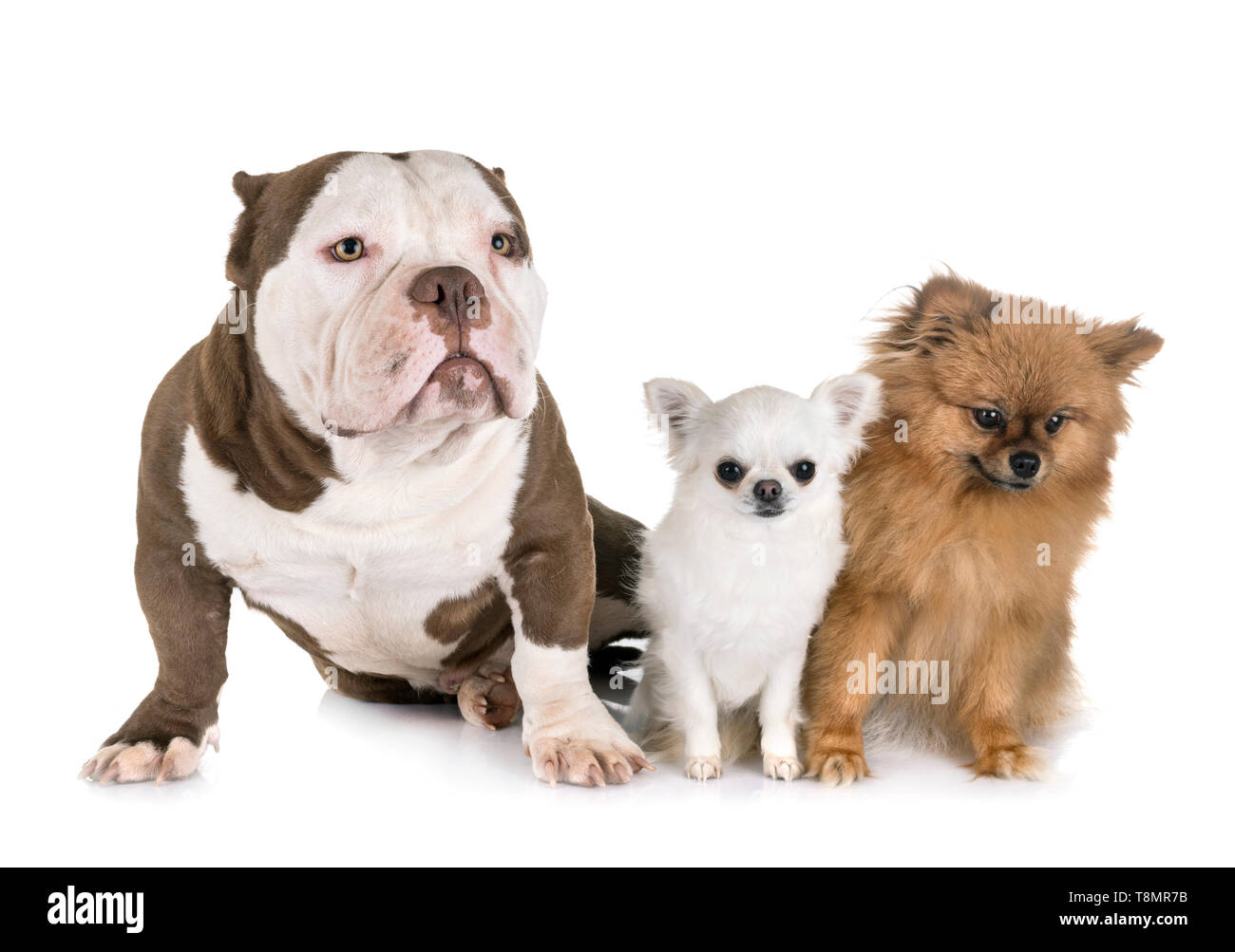 three dogs in front of white background Stock Photo - Alamy