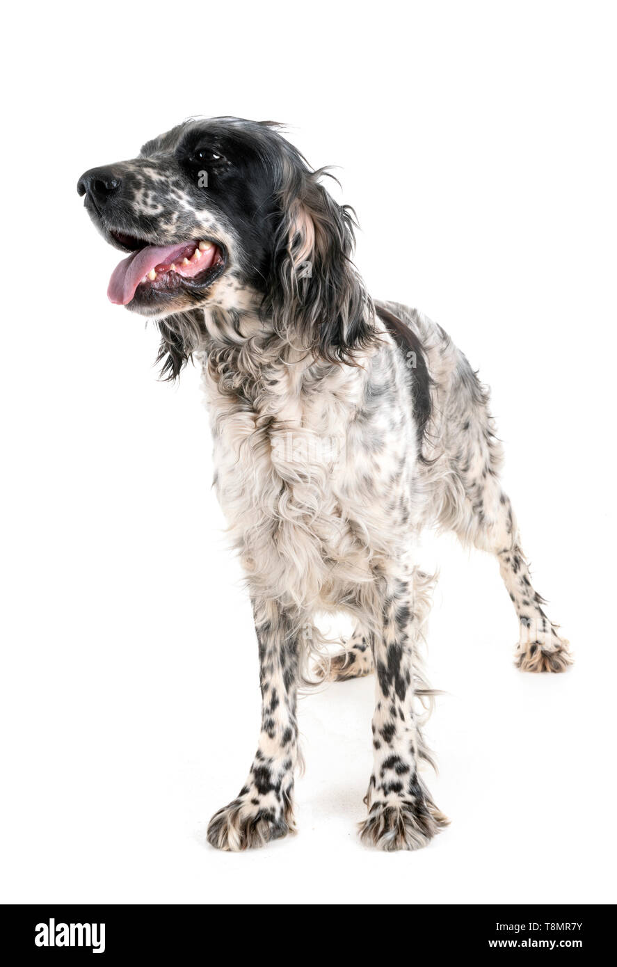 english setter in front of white background Stock Photo - Alamy