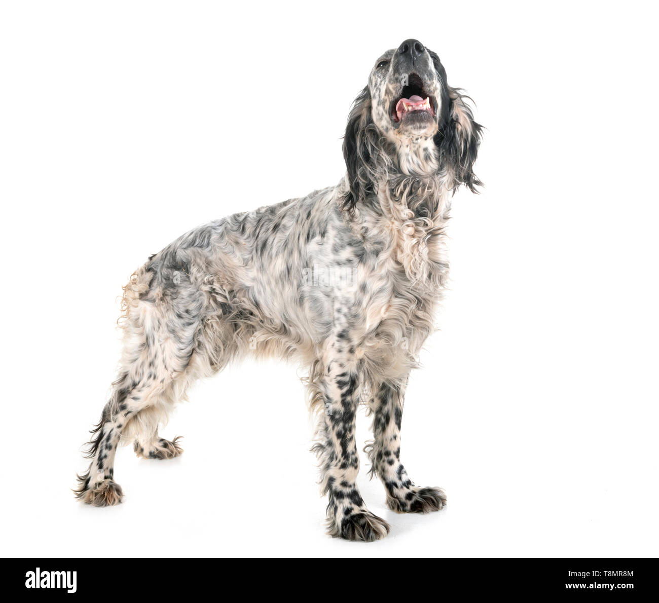 english setter in front of white background Stock Photo - Alamy
