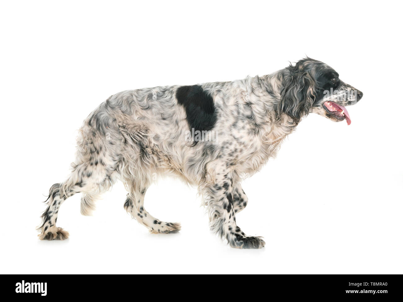english setter in front of white background Stock Photo - Alamy