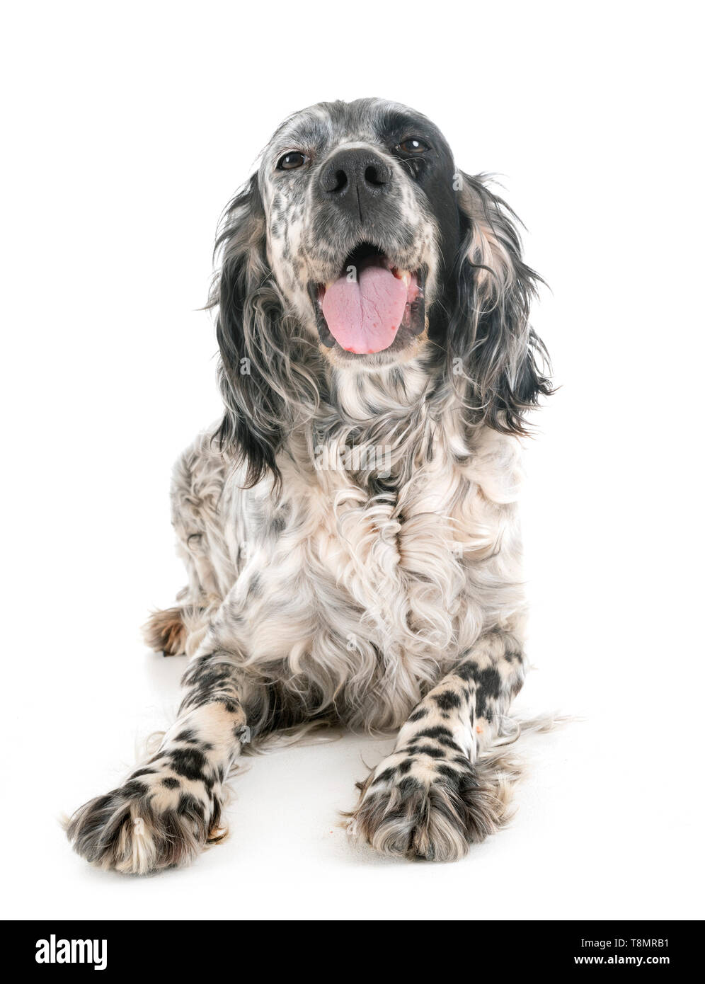 english setter in front of white background Stock Photo - Alamy