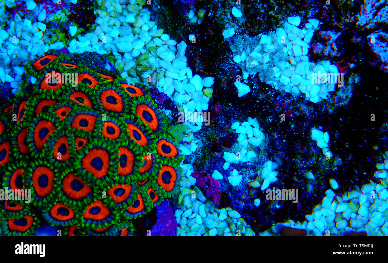 Zoanthus polyps colony aquacultured in coral reef aquarium tank Stock ...