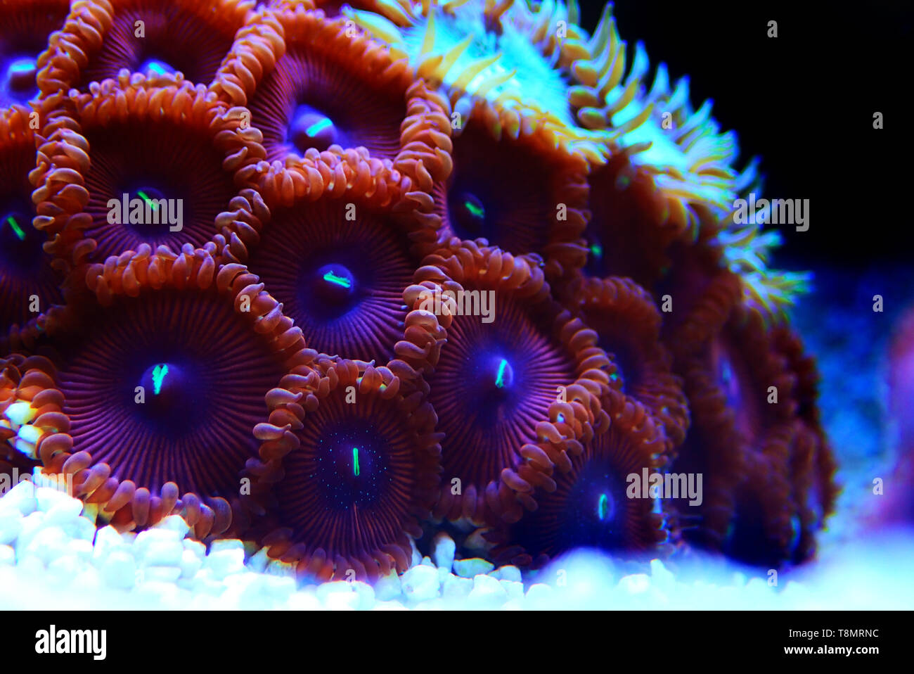 Zoanthus polyps colony aquacultured in coral reef aquarium tank Stock ...
