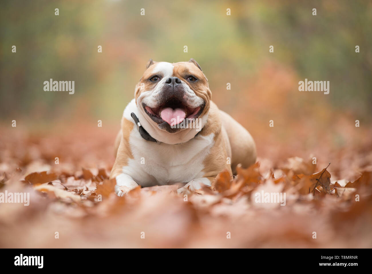 Happy English bulldog lying down between autumn leaves in a forest ...