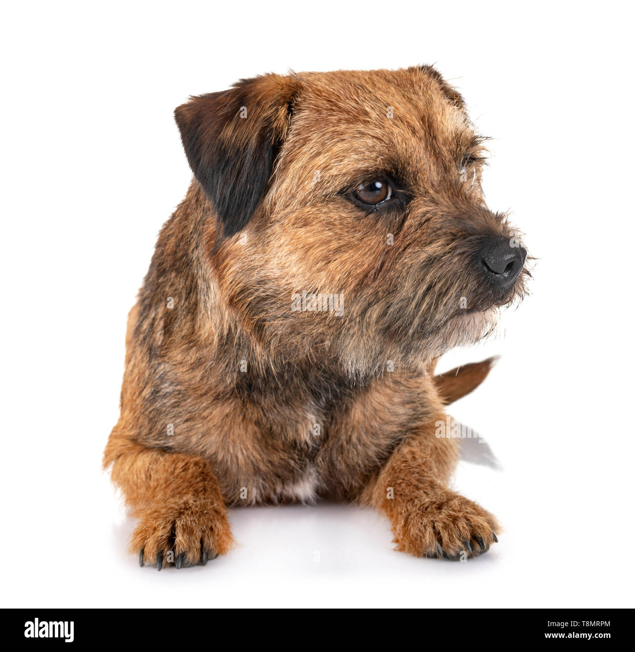 border terrier in front of white background Stock Photo - Alamy