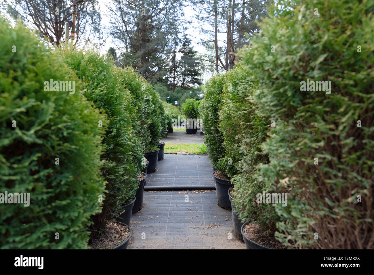 Row of coniferous trees in tree plant garden nursery. Thuja trees at ...