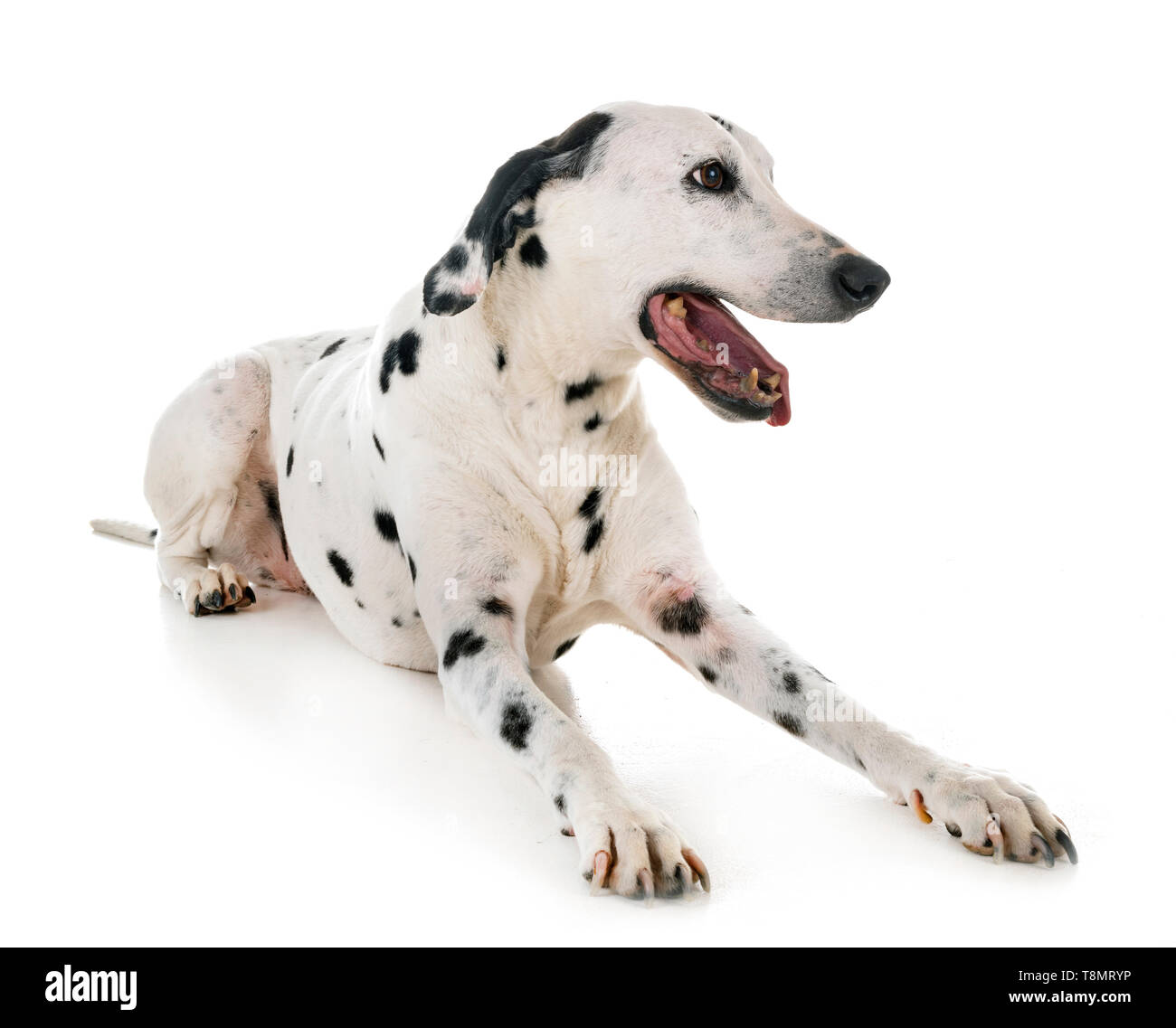 dalmatian dog in front of white background Stock Photo - Alamy