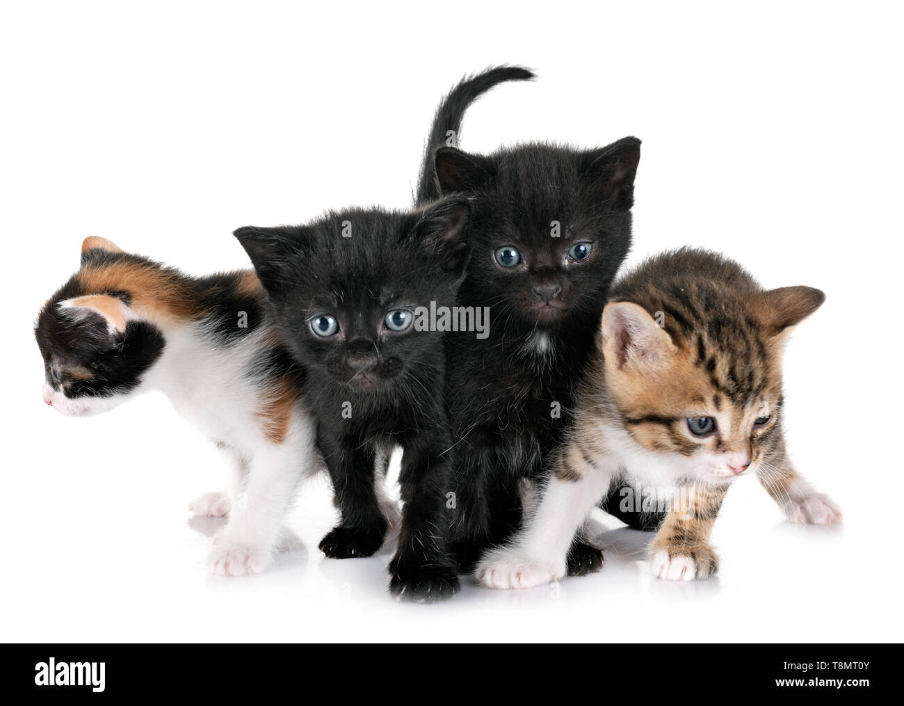 moggy kitten in front of white background Stock Photo - Alamy