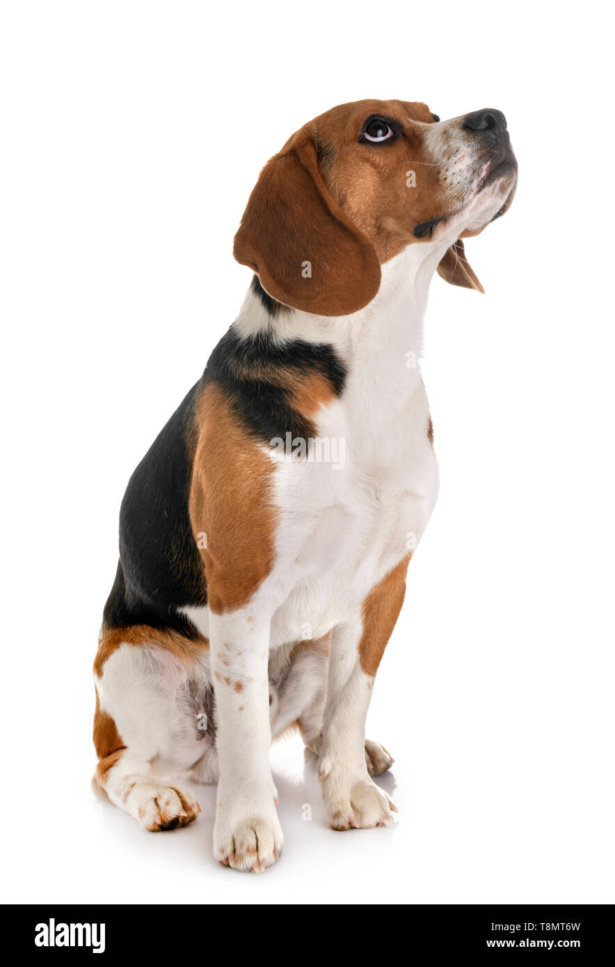 young beagle in front of white background Stock Photo - Alamy