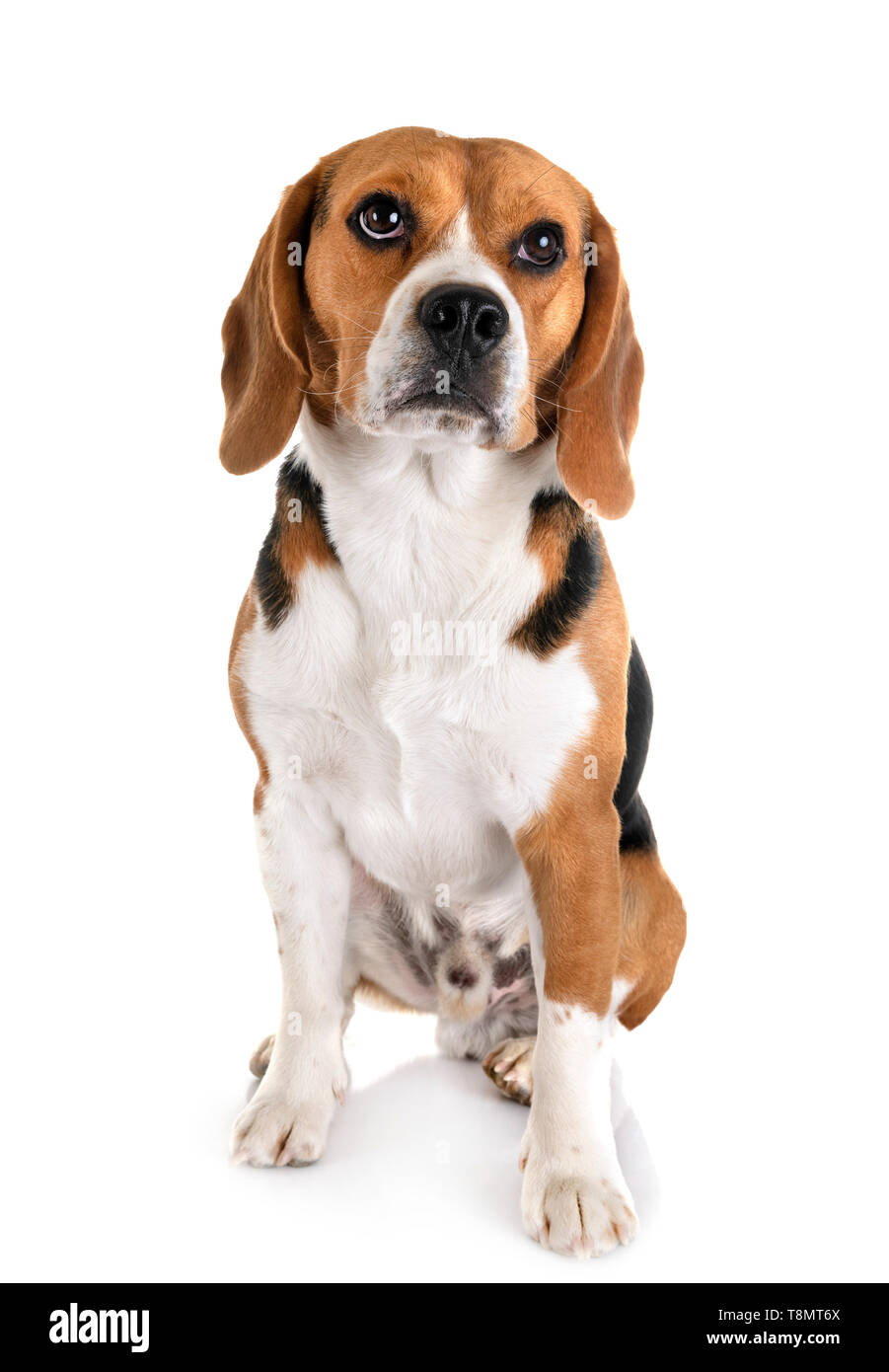 young beagle in front of white background Stock Photo - Alamy
