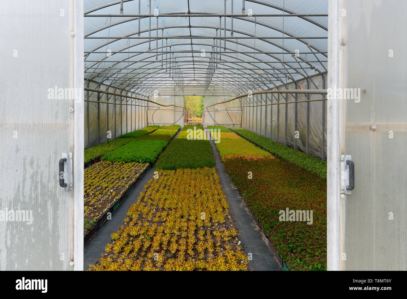 Rows of young tree plants in a nursery greenhouse store Stock Photo - Alamy
