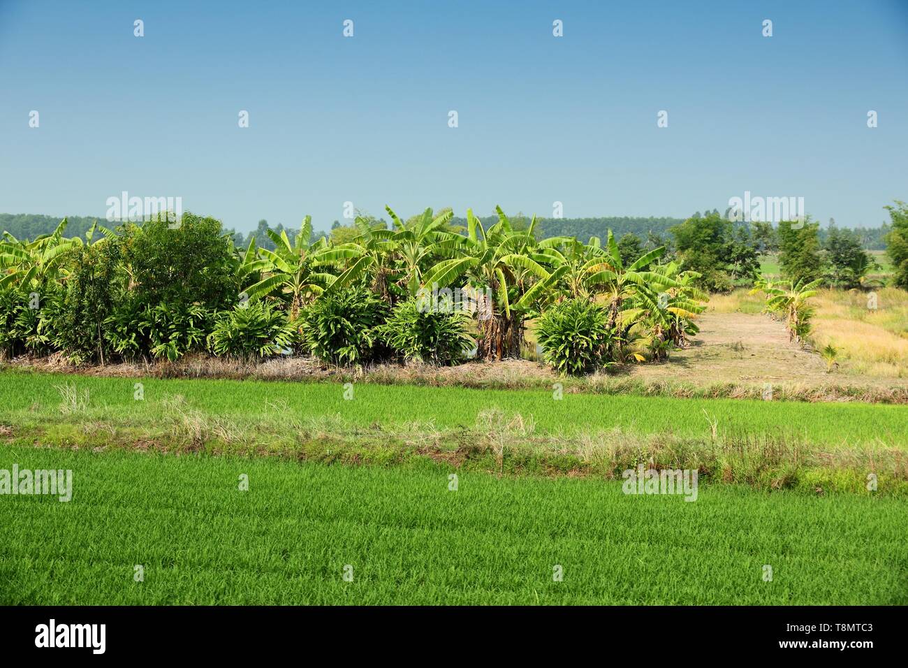 Thailand, Southeast Asia - countryside view of Prachin Buri province ...