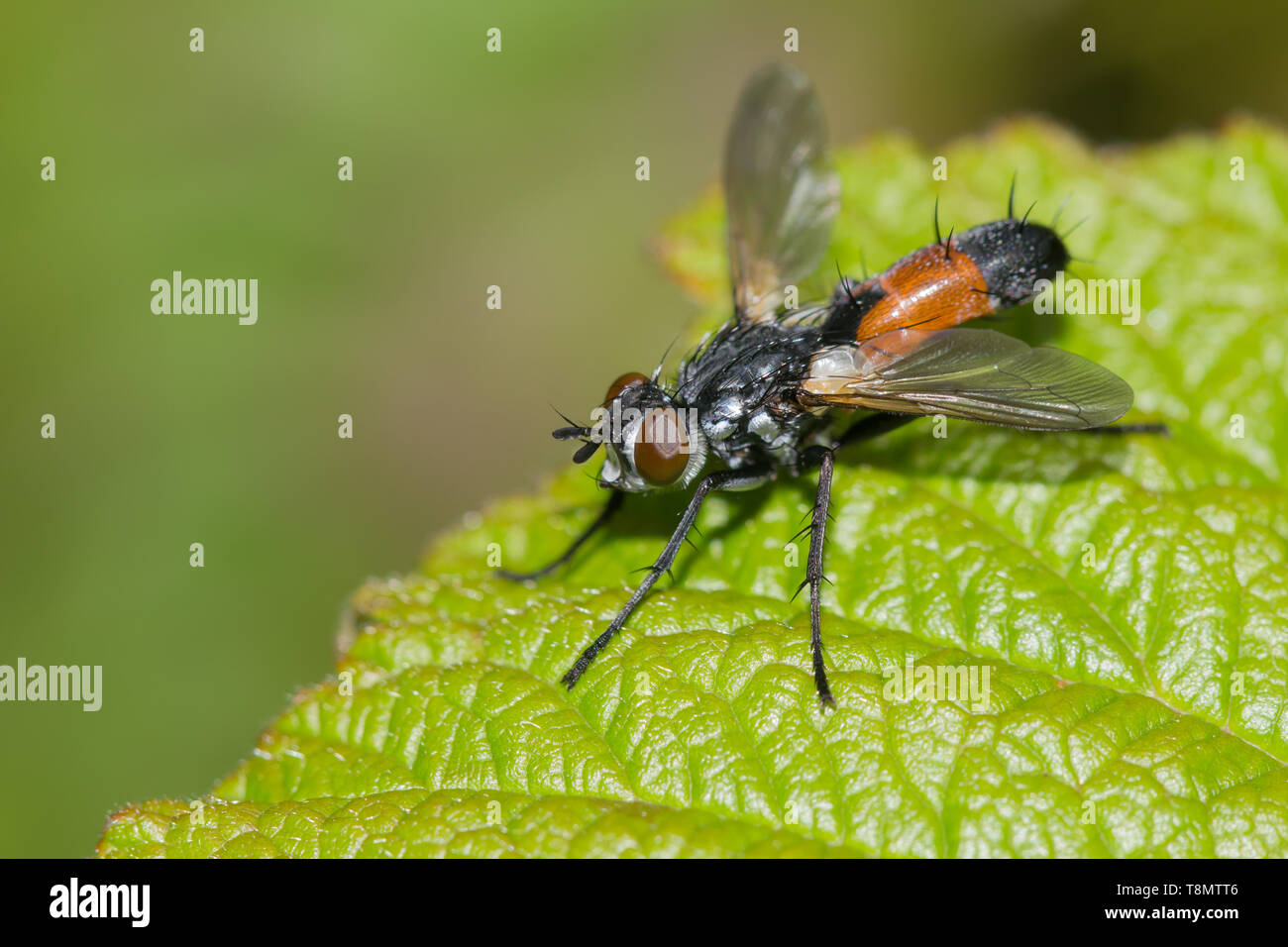 Parasitic tachina fly Stock Photo - Alamy