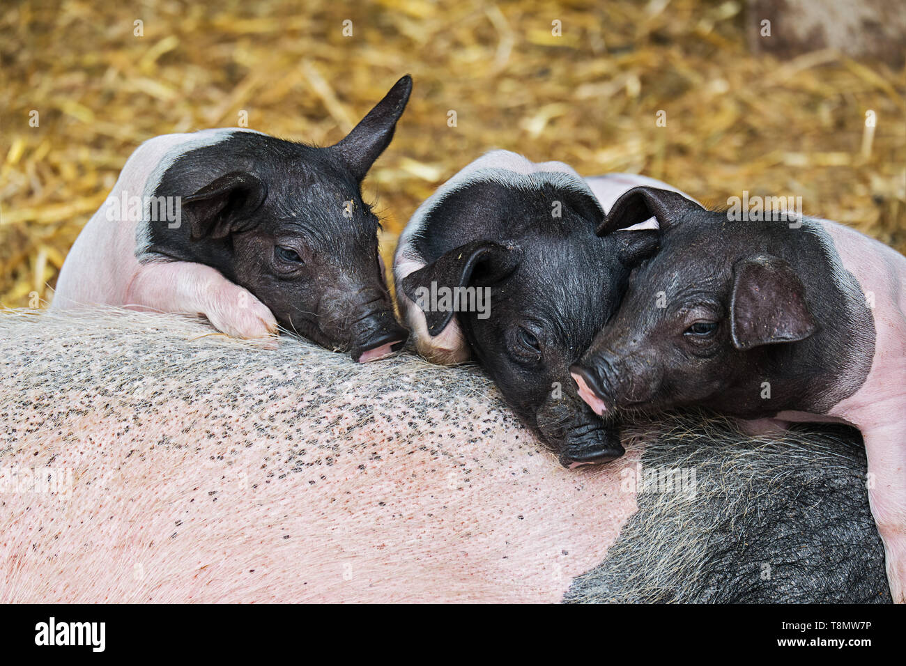 three cute piglets pink with black heads Stock Photo - Alamy