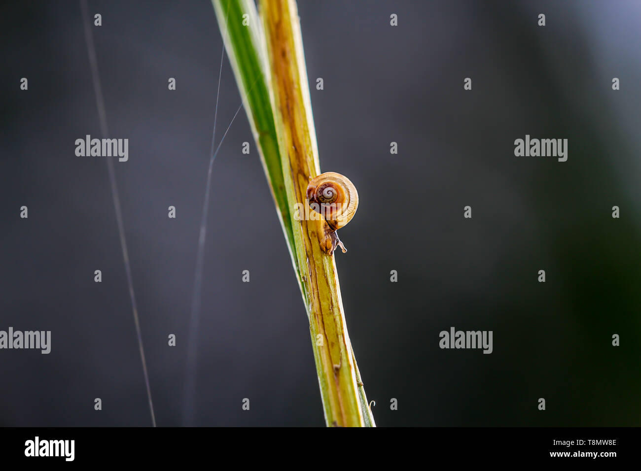 little snail crawling downwards on a stem of a plant Stock Photo - Alamy