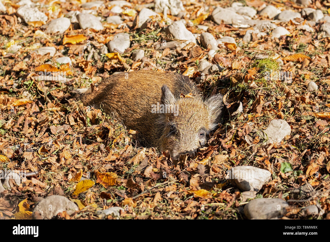 Squeaker in a nest hi-res stock photography and images - Alamy