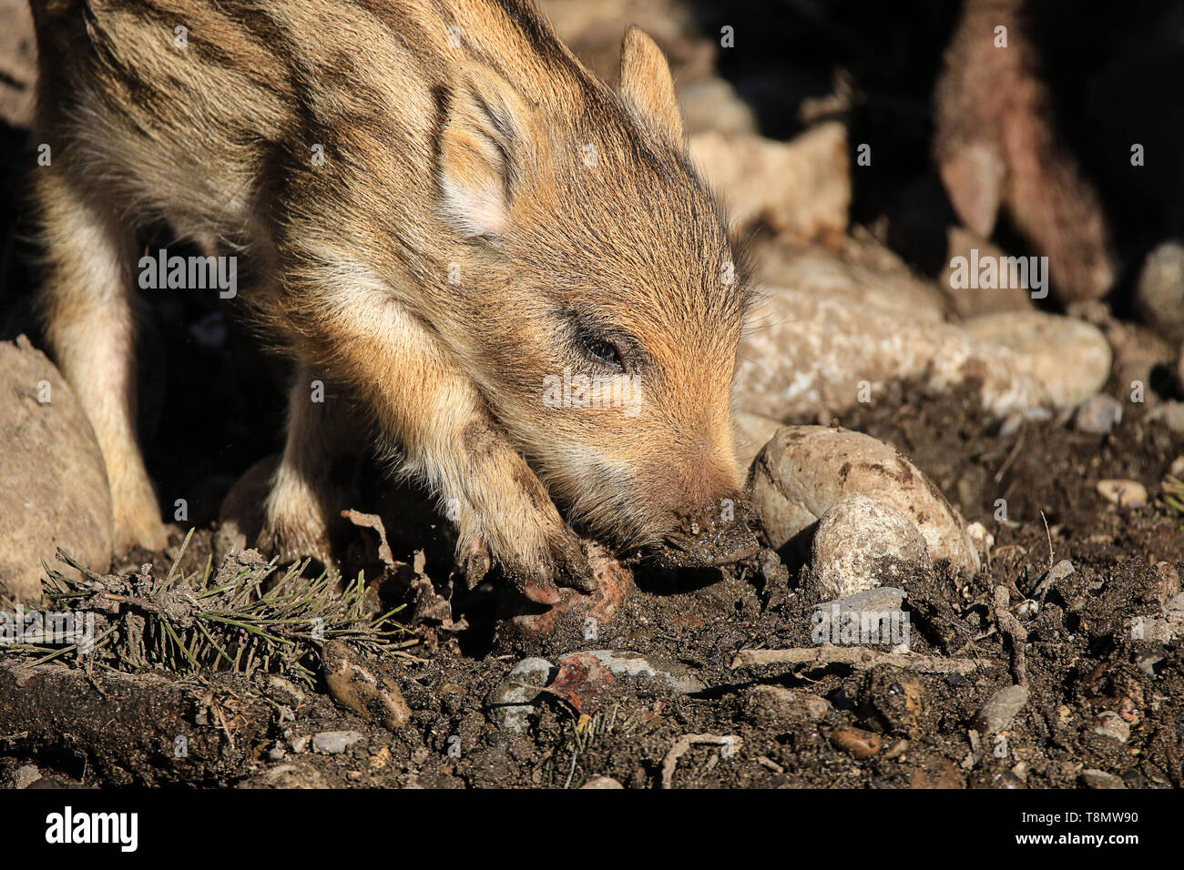 Wild Boar Squeaker High Resolution Stock Photography and Images - Alamy