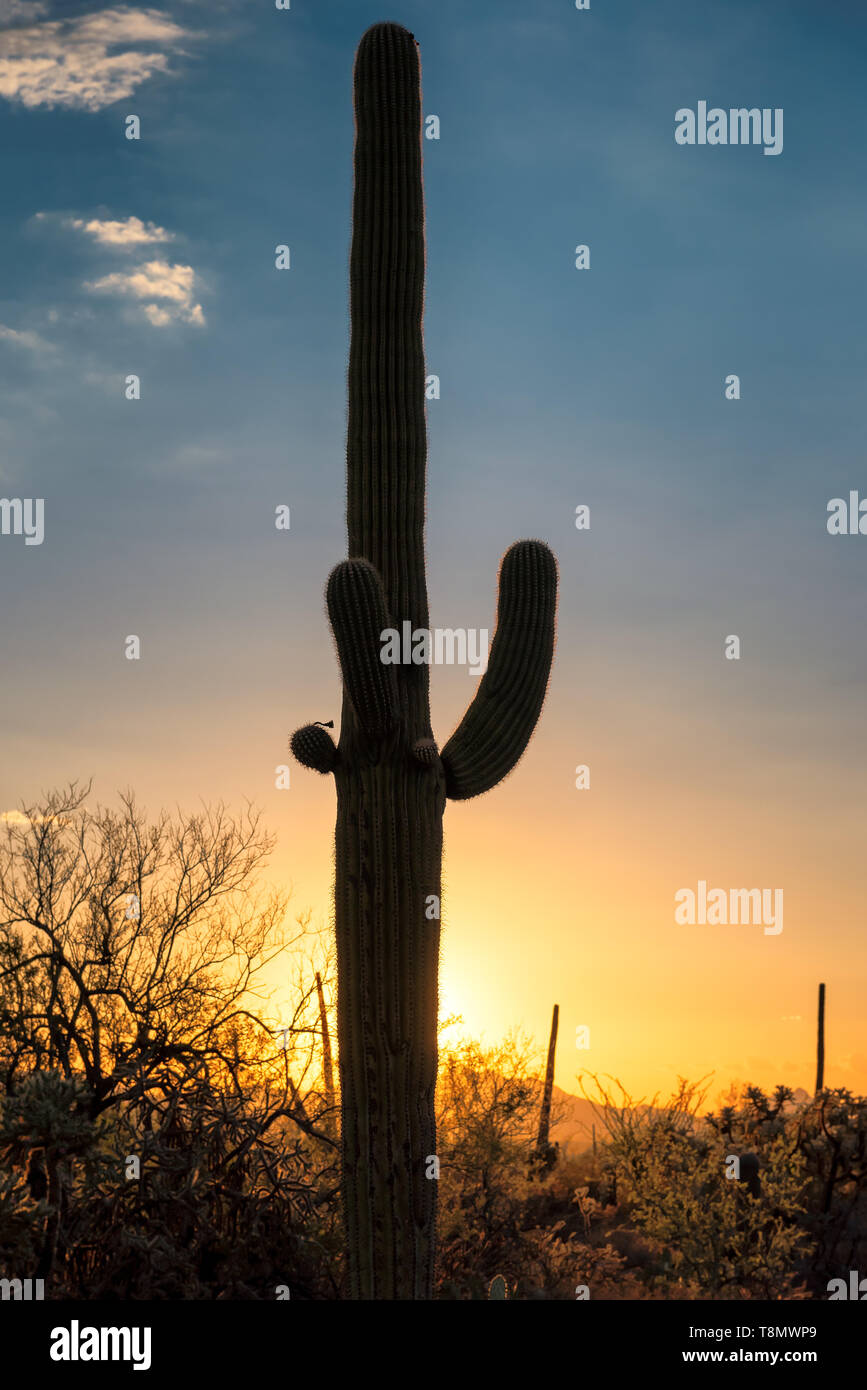 Arizona desert sunset hi-res stock photography and images - Alamy