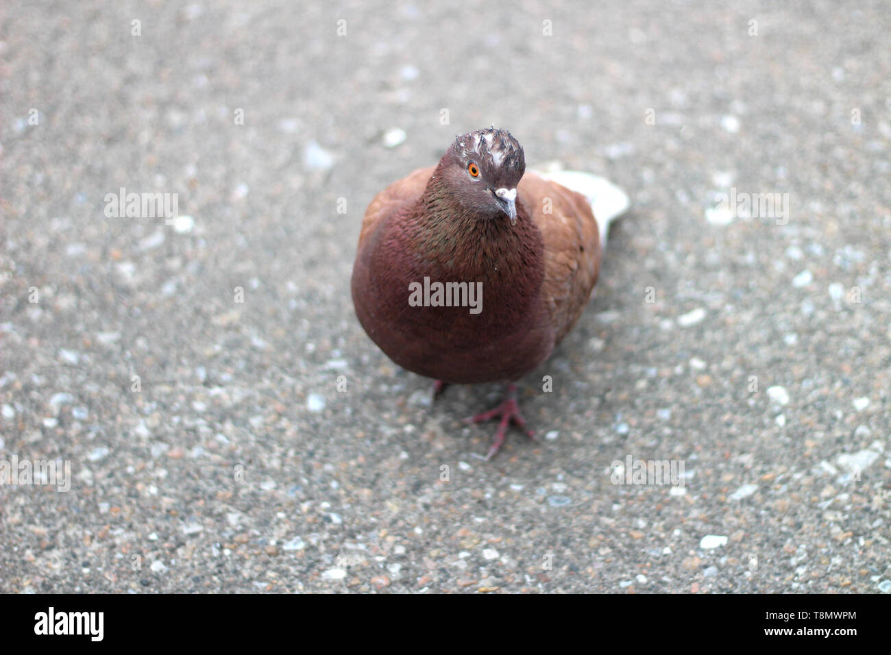 Stray pigeon hi-res stock photography and images - Alamy