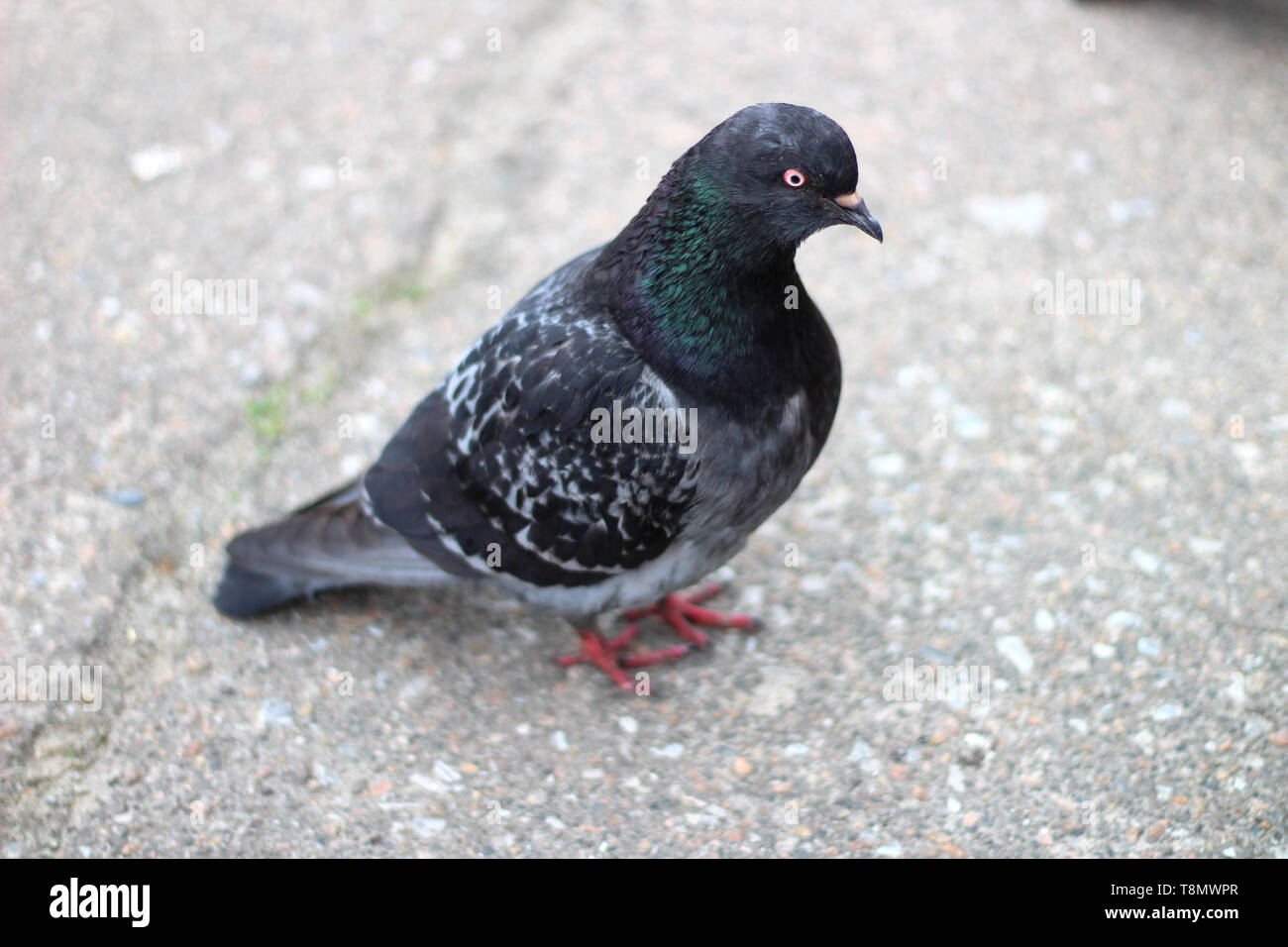 Stray pigeon hi-res stock photography and images - Alamy