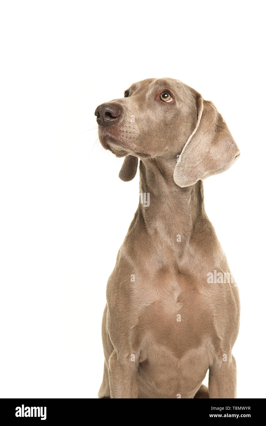 Portrait of a weimaraner dog seen from the side looking up isolated on ...