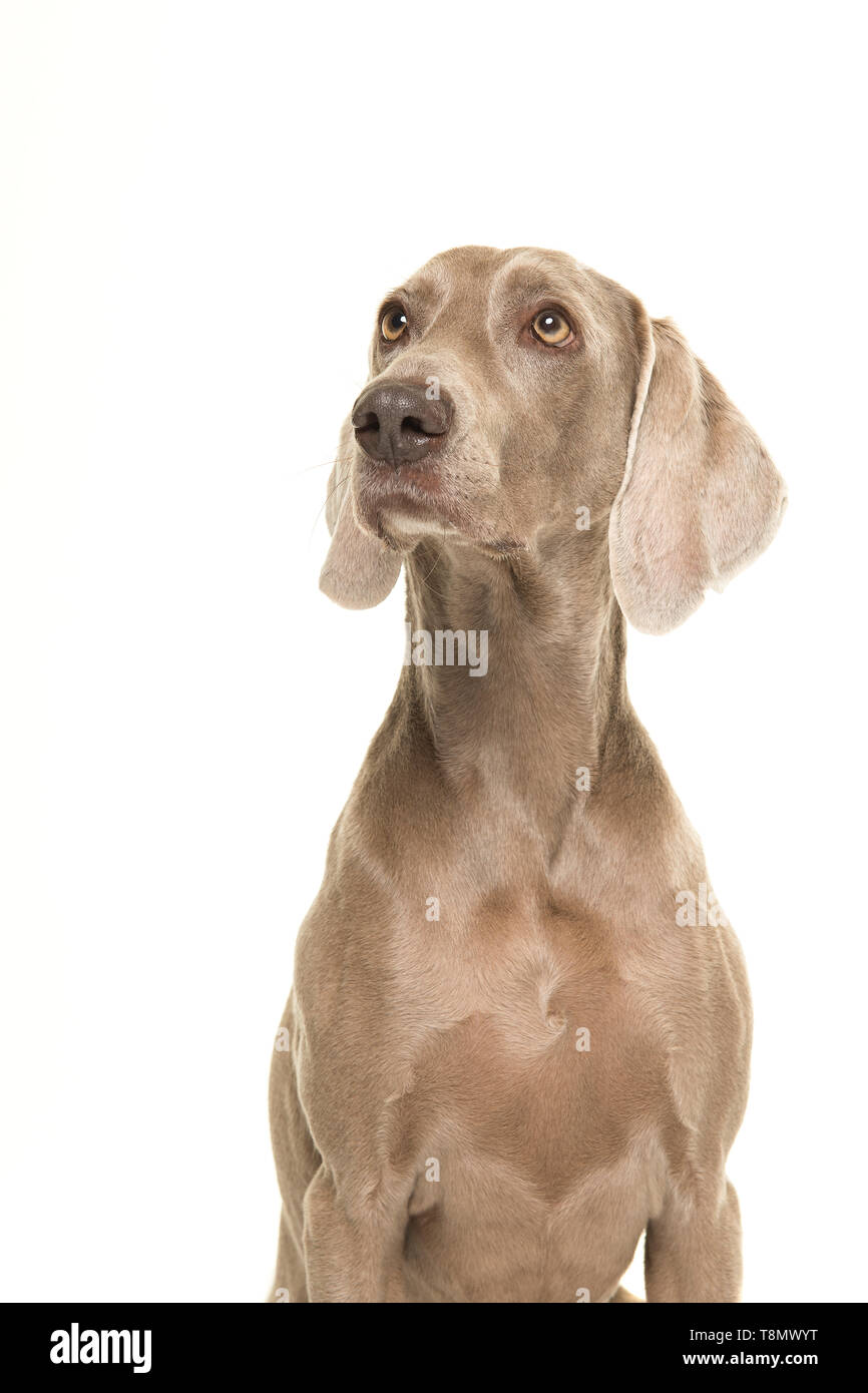 Portrait of a weimaraner dog seen from the side looking up isolated on ...
