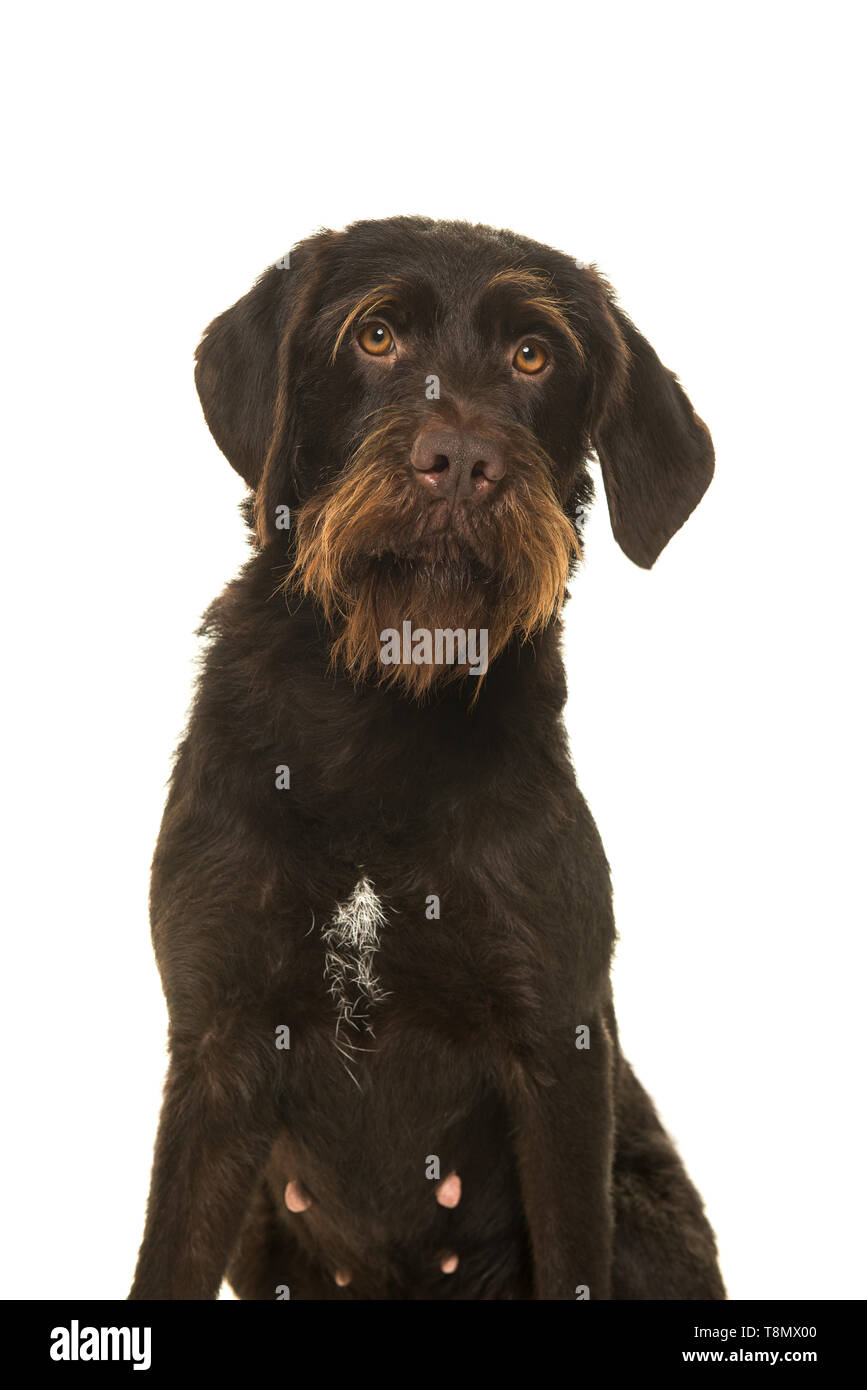 Portrait cesky fousek hi-res stock photography and images - Alamy