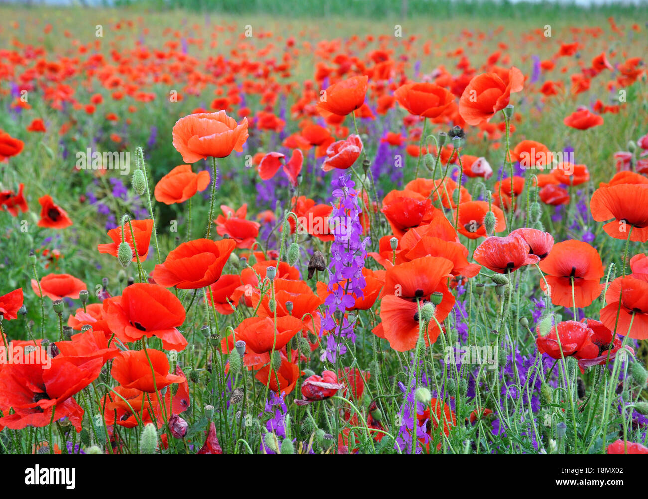 Purple poppy remembrance hi-res stock photography and images - Alamy
