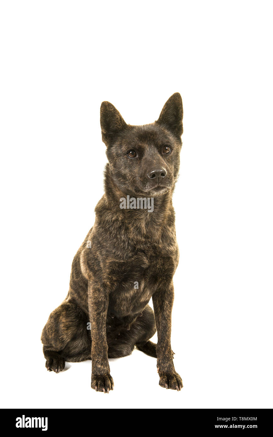 Sitting Kai Ken dog the national japanese breed seen from the front ...