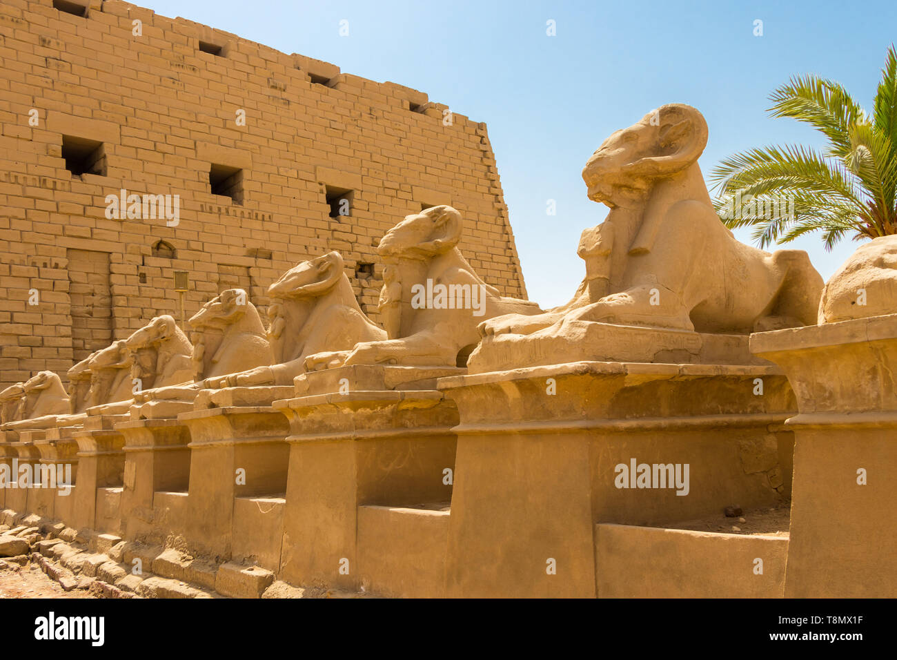 Temple of Amun-Re and the Goats headed sphinxes - Criosphinxes, Karnak ...