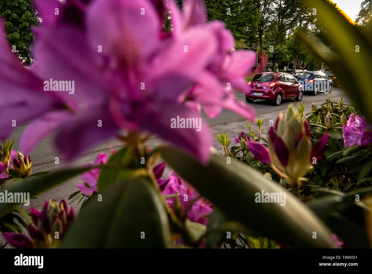 Rododen hi-res stock photography and images - Alamy